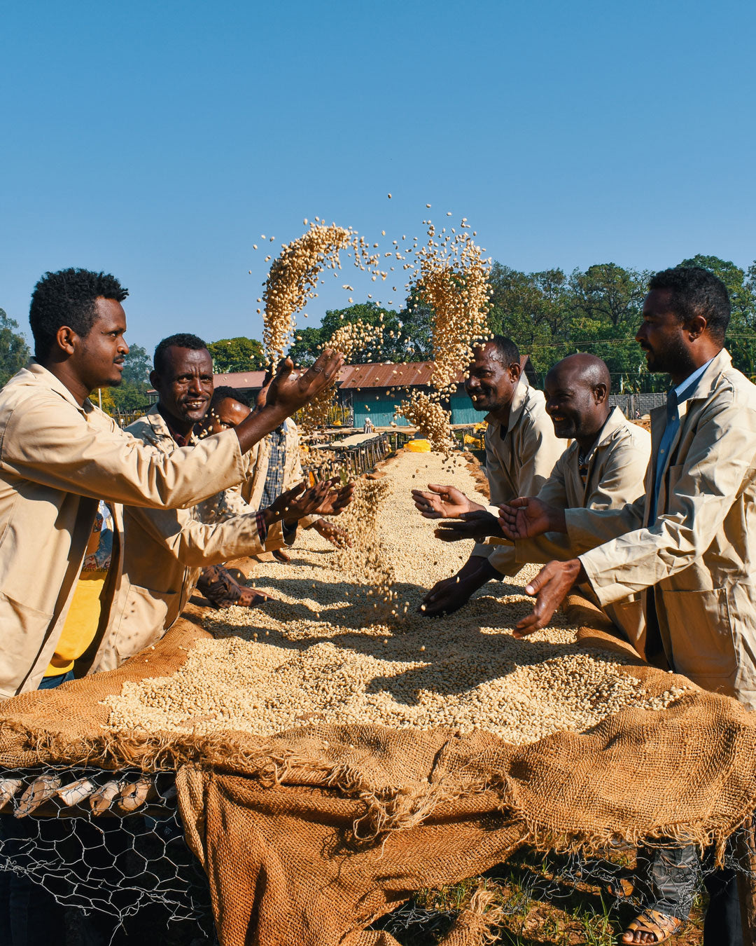Producing Partner: Ethiopia Dumerso – DOMA Coffee Roasting Company