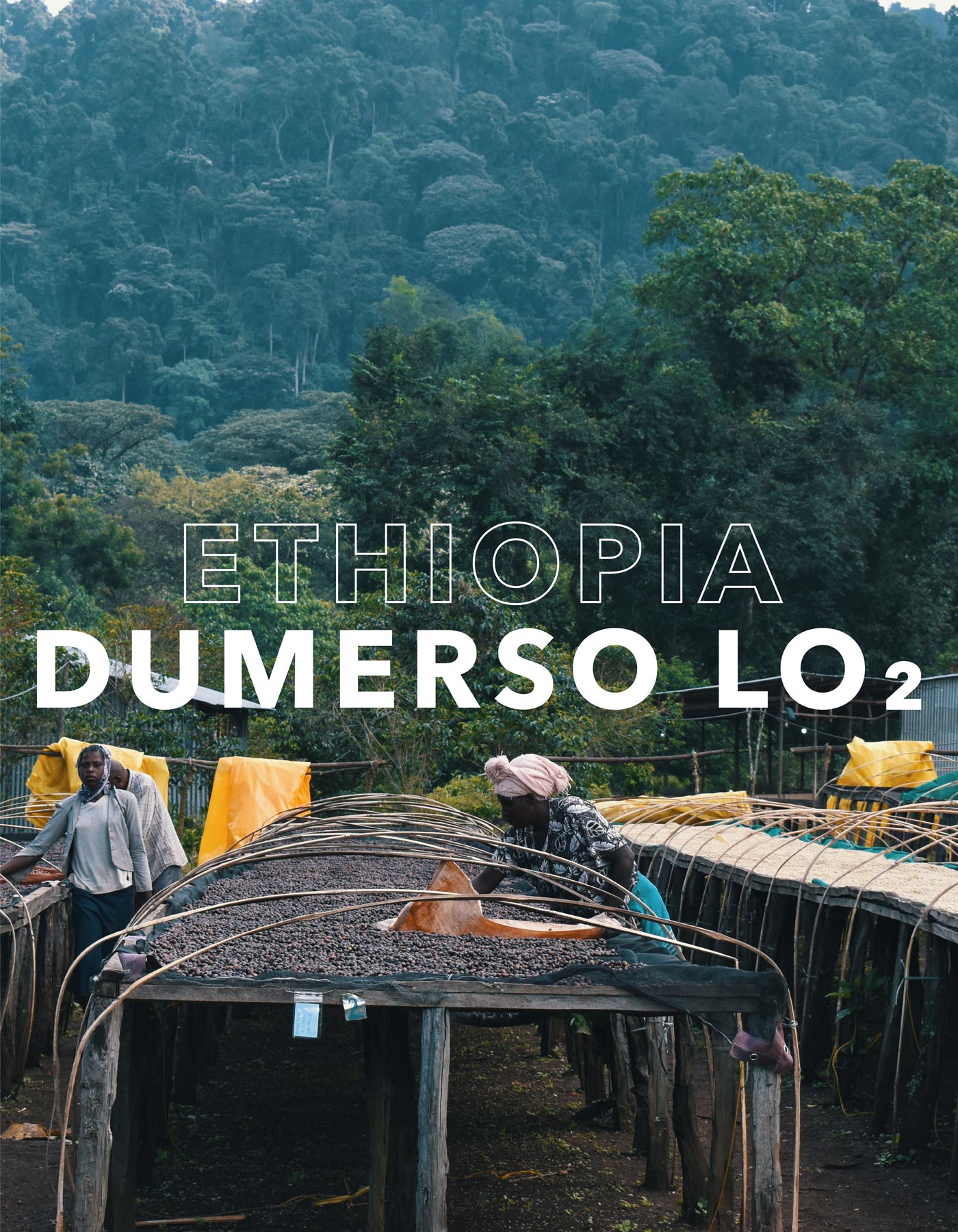 Producing Partner: Ethiopia Dumerso – DOMA Coffee Roasting Company